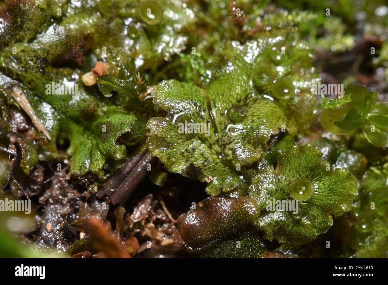 Common Liverwort (Marchantia polymorpha Stock Photo - Alamy