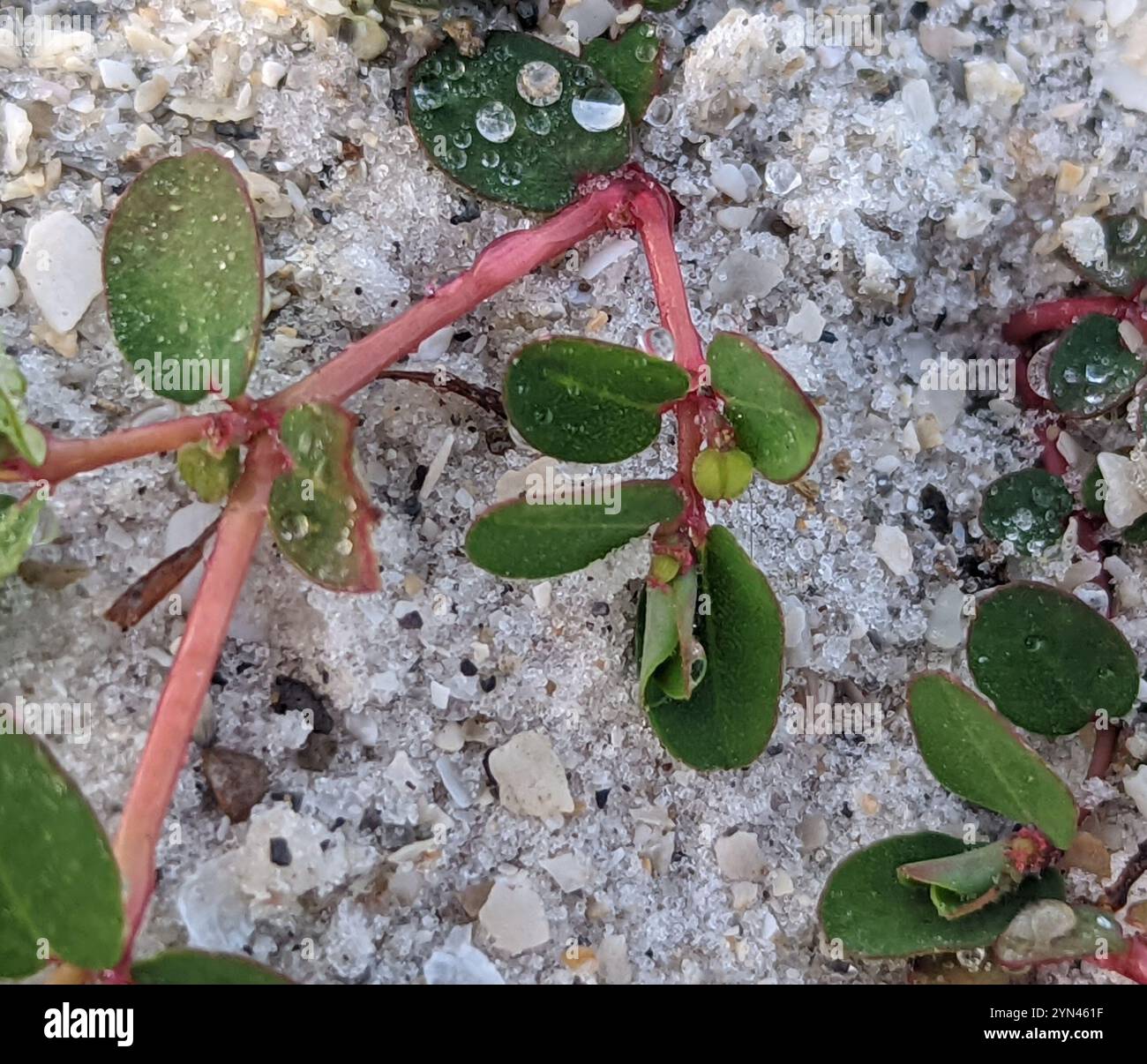 limestone sandmat (Euphorbia blodgettii Stock Photo - Alamy