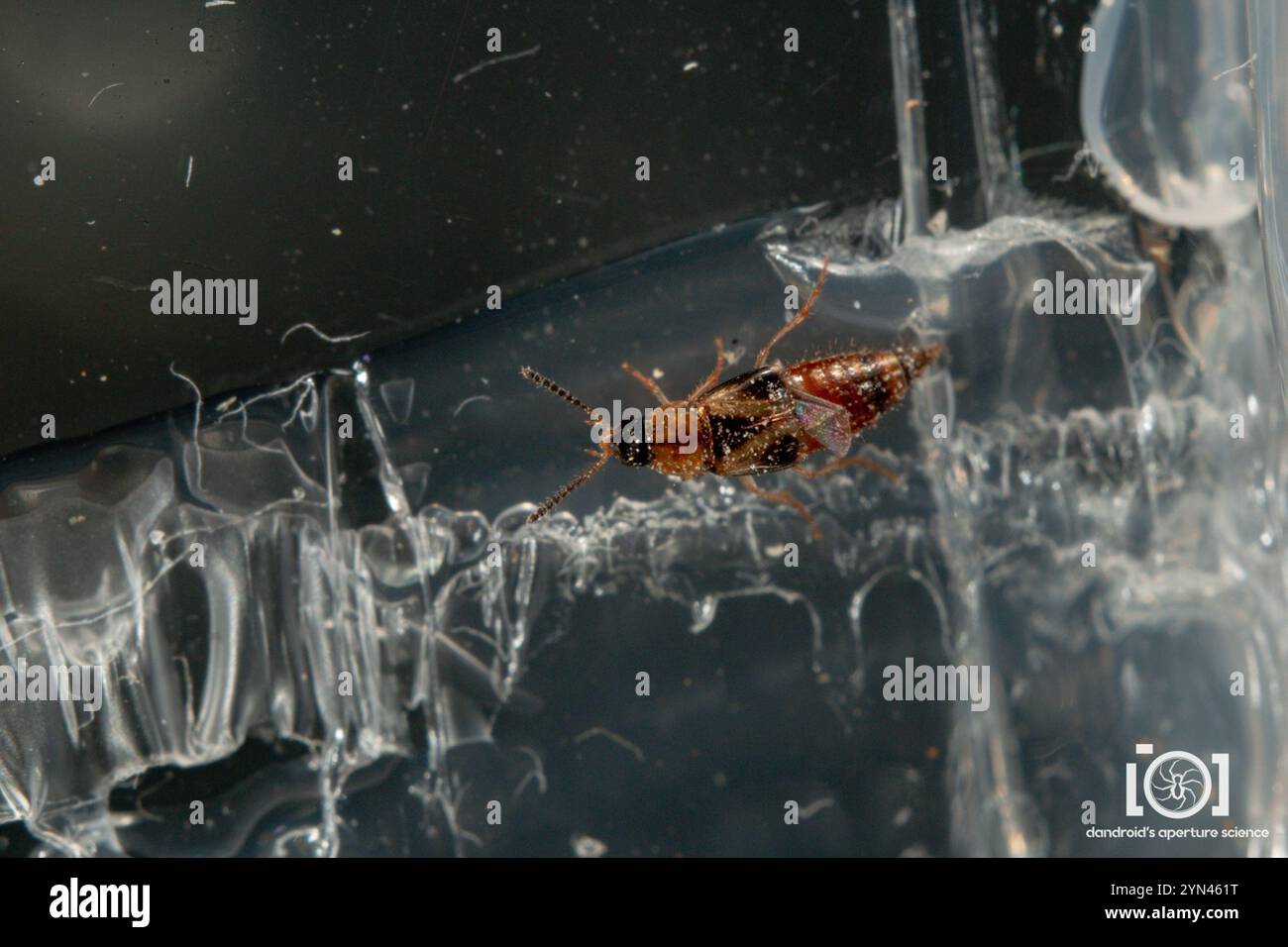 Lordithon hi-res stock photography and images - Alamy