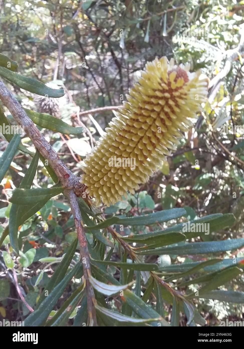 Silver Banksia (Banksia marginata Stock Photo - Alamy