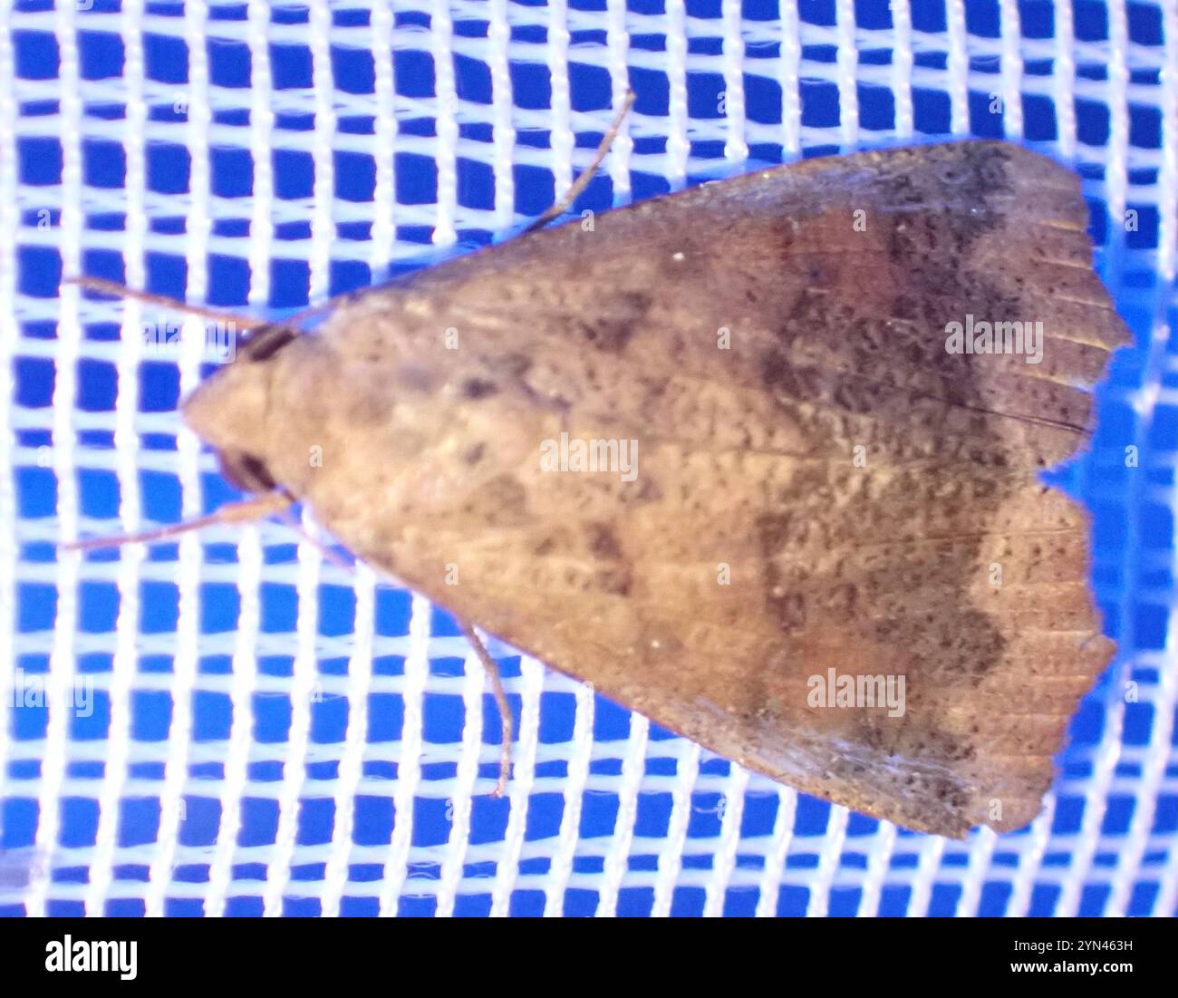 Owlet Moths and Allies (Noctuoidea Stock Photo - Alamy