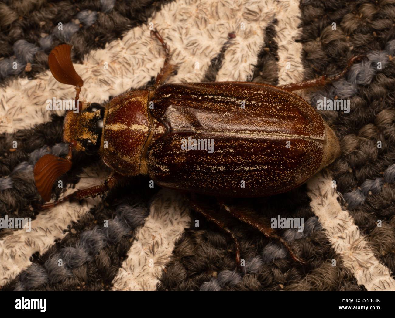 Ten-lined June Beetle (Polyphylla decemlineata Stock Photo - Alamy