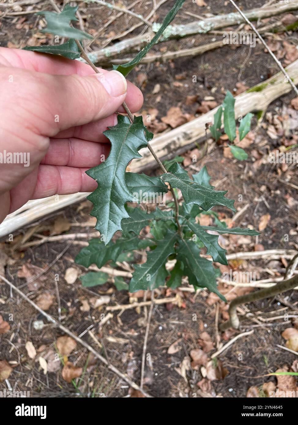 Texas live oak (Quercus fusiformis Stock Photo - Alamy
