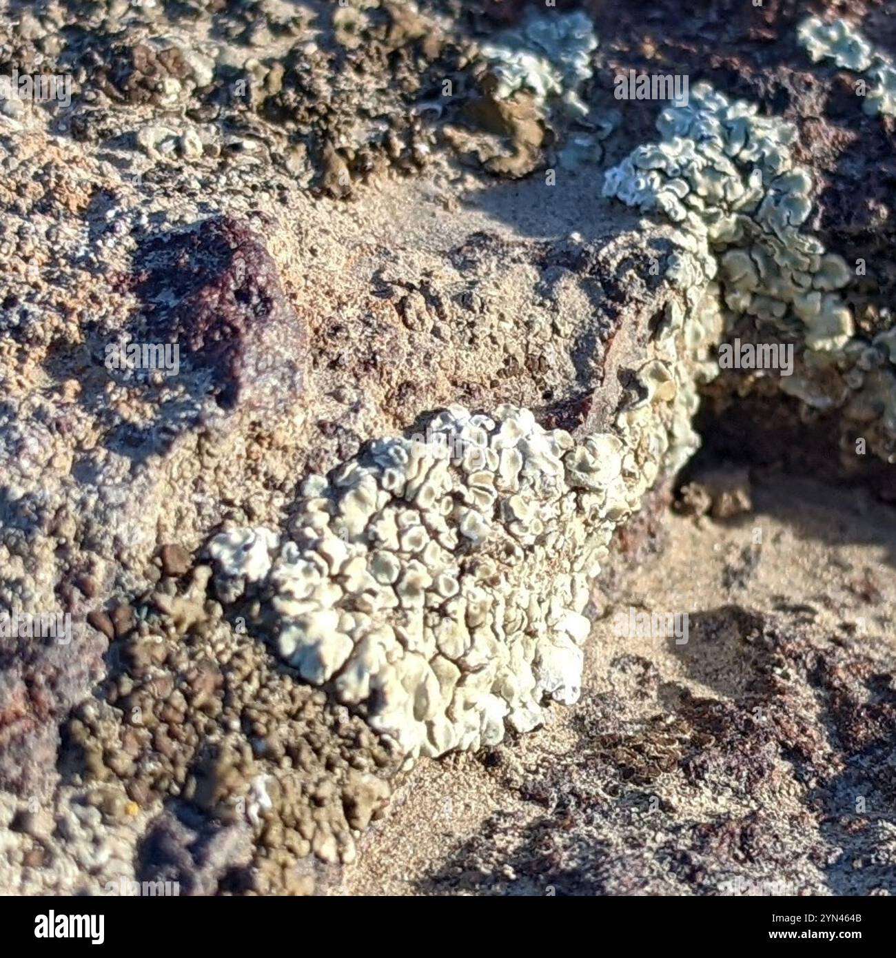 rim lichens, disc lichens, and allies (Lecanoraceae Stock Photo - Alamy