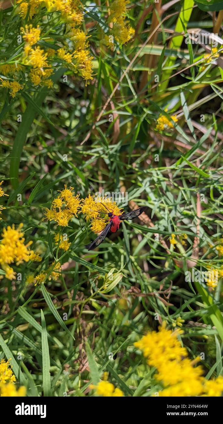 Scarlet-bodied Wasp Moth (Cosmosoma myrodora Stock Photo - Alamy