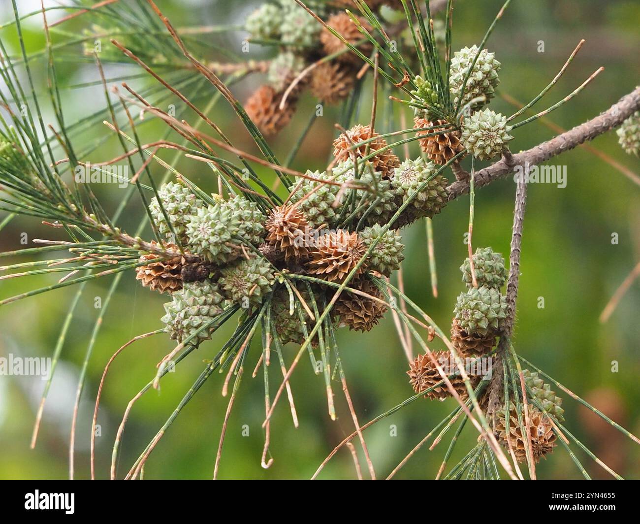 Beach Sheoak (Casuarina equisetifolia Stock Photo - Alamy