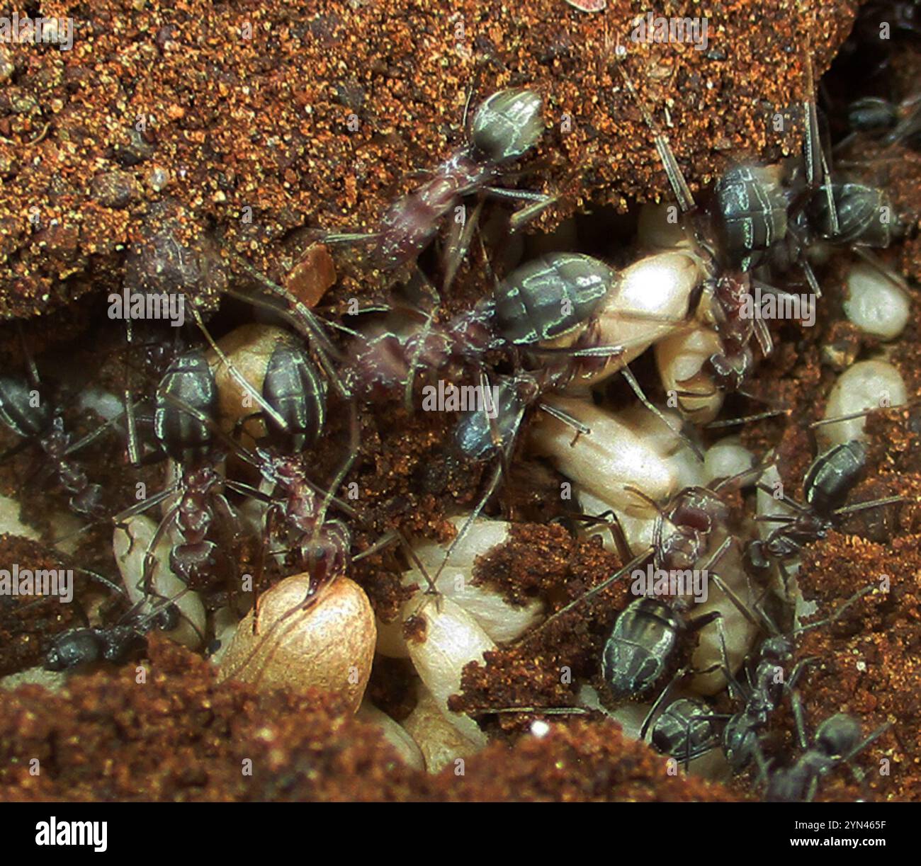 Large Pugnacious Ant (Anoplolepis custodiens Stock Photo - Alamy