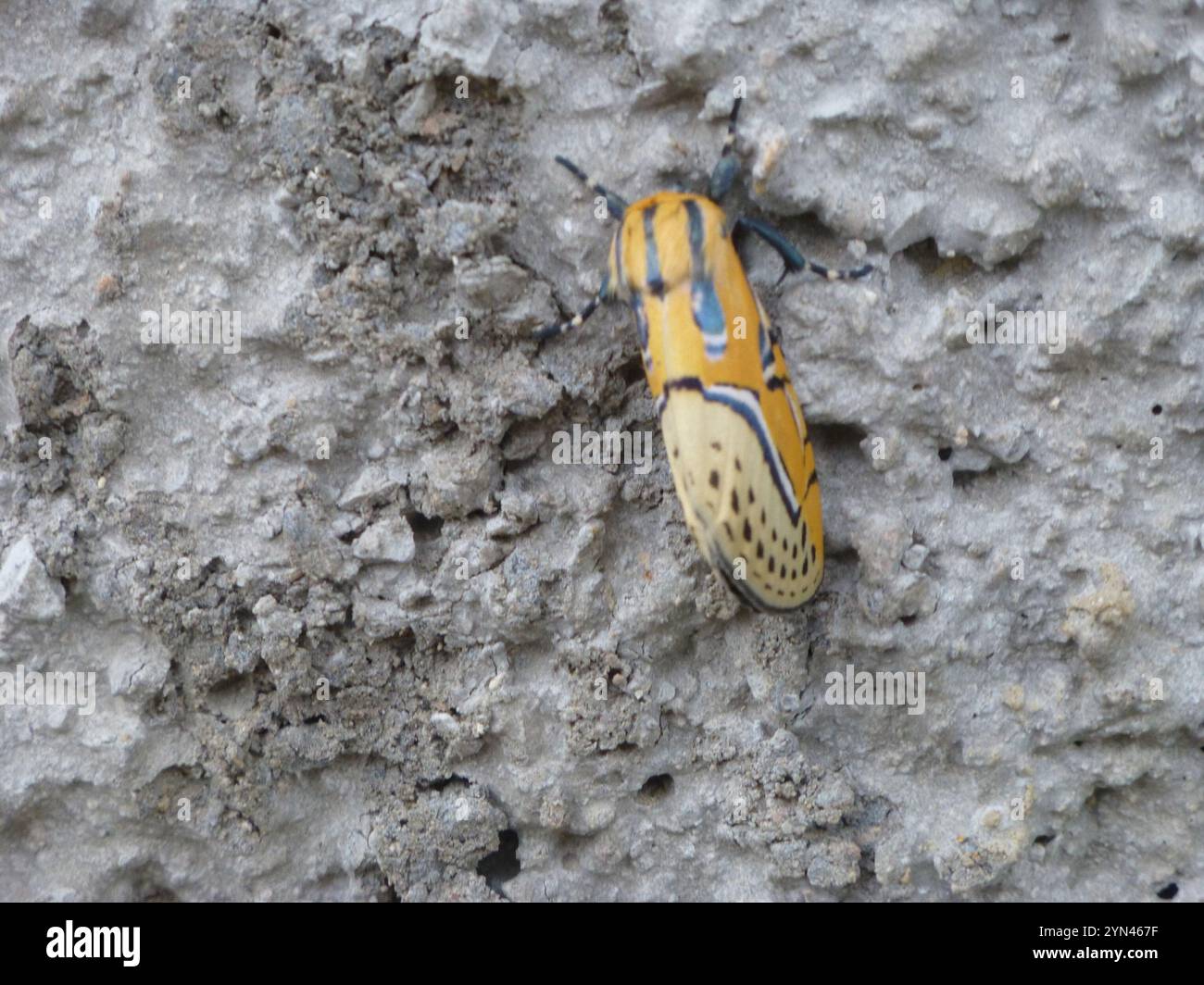 Hieroglyphic Moth (Diphthera festiva Stock Photo - Alamy