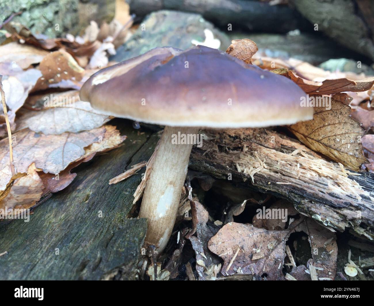 Deer Mushroom (Pluteus cervinus Stock Photo - Alamy