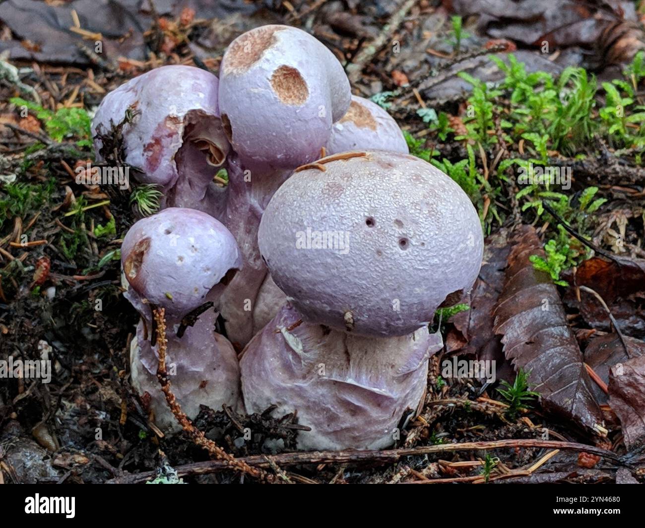 gassy webcap (Cortinarius traganus Stock Photo - Alamy