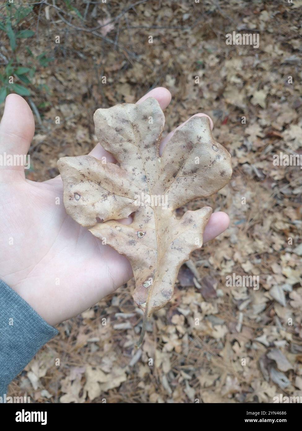 sand post oak (Quercus margaretiae Stock Photo - Alamy