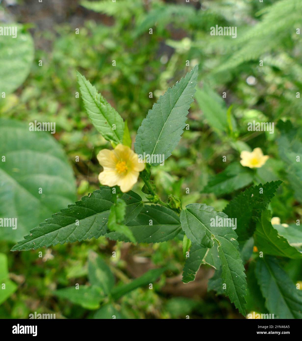 Spinyhead Sida (Sida acuta Stock Photo - Alamy