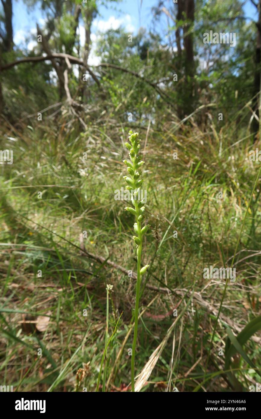 Onion Orchids (Microtis Stock Photo - Alamy