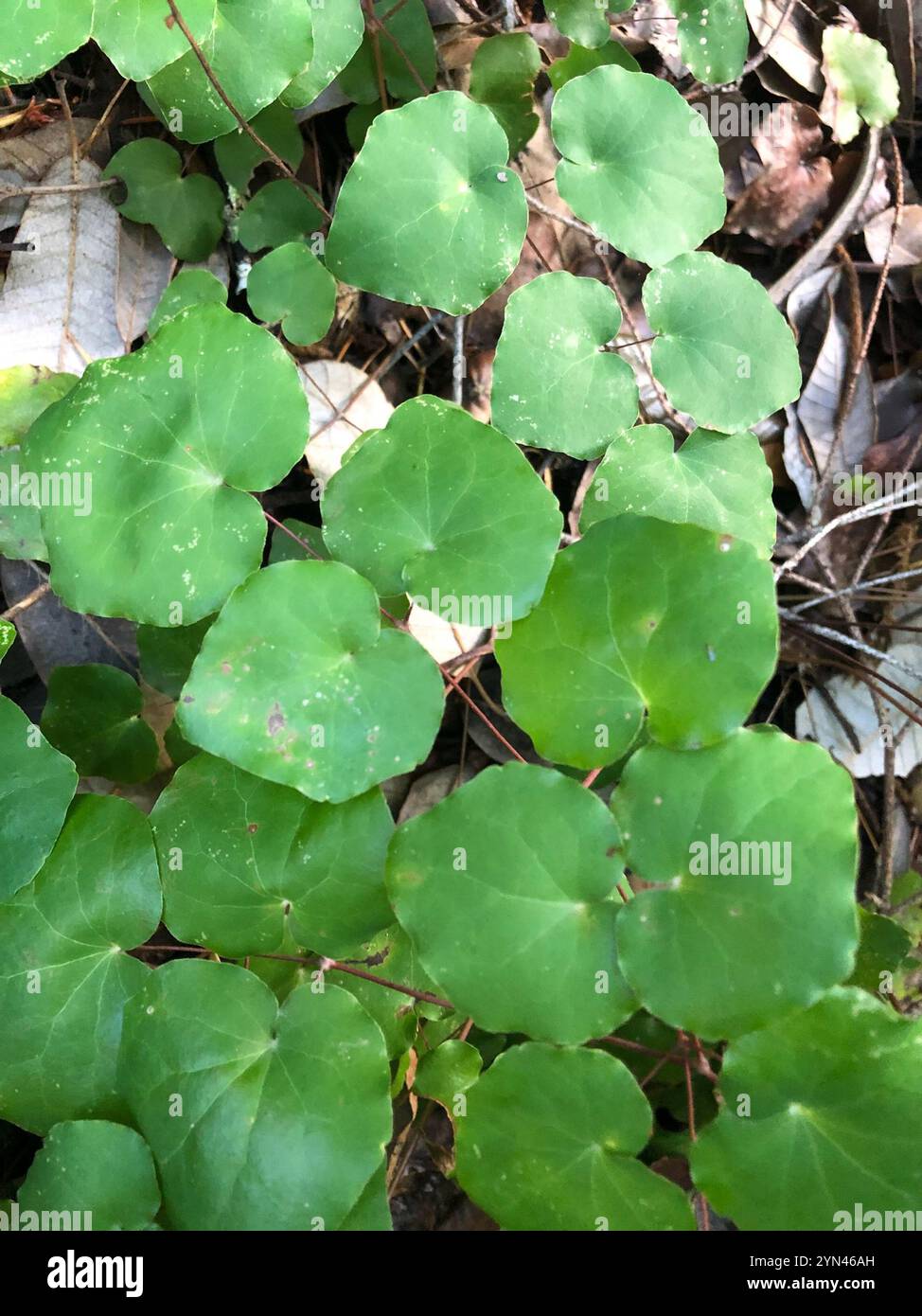 redwood inside-out flower (Vancouveria planipetala Stock Photo - Alamy