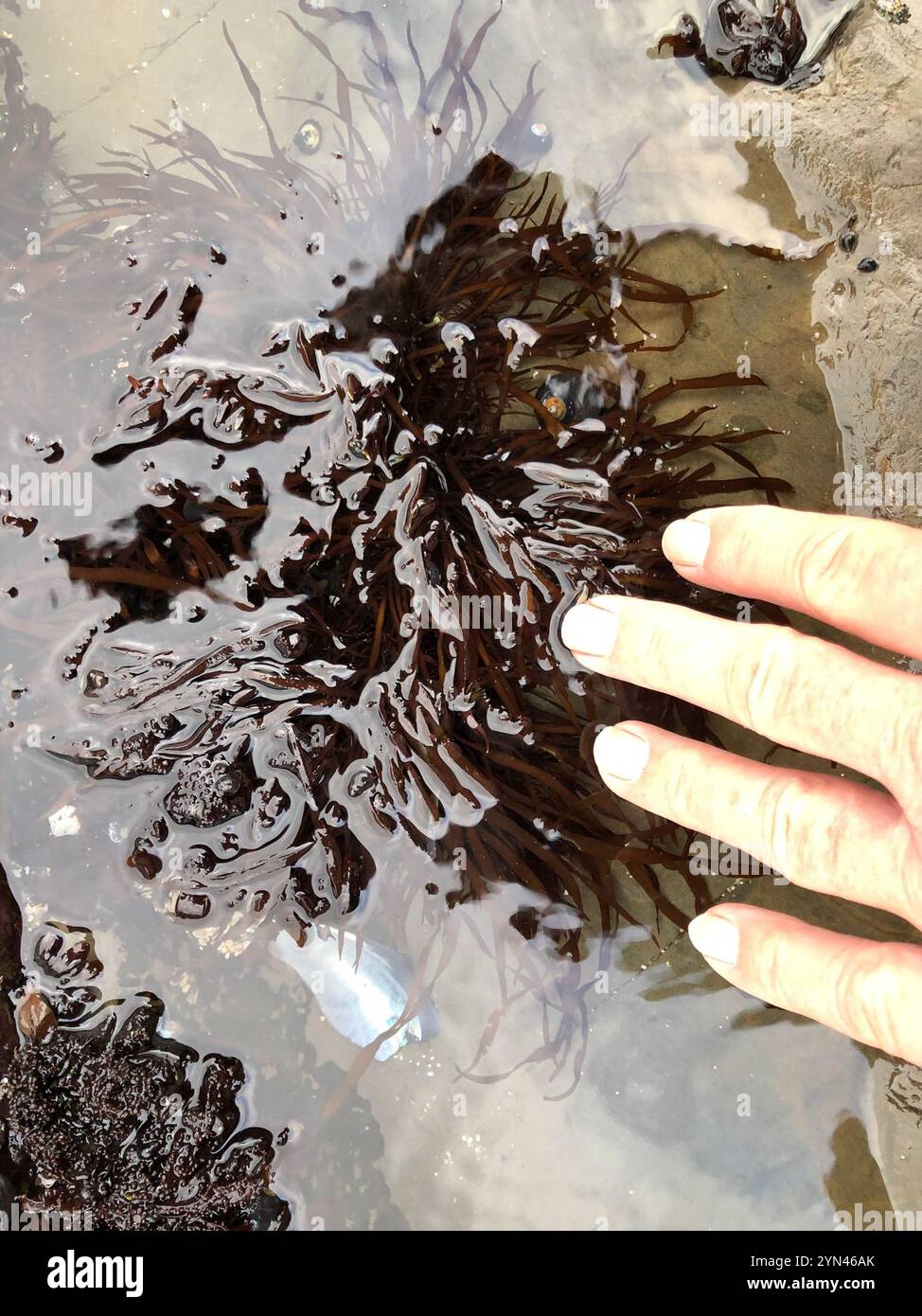 Bleach Weed (Prionitis sternbergii Stock Photo - Alamy