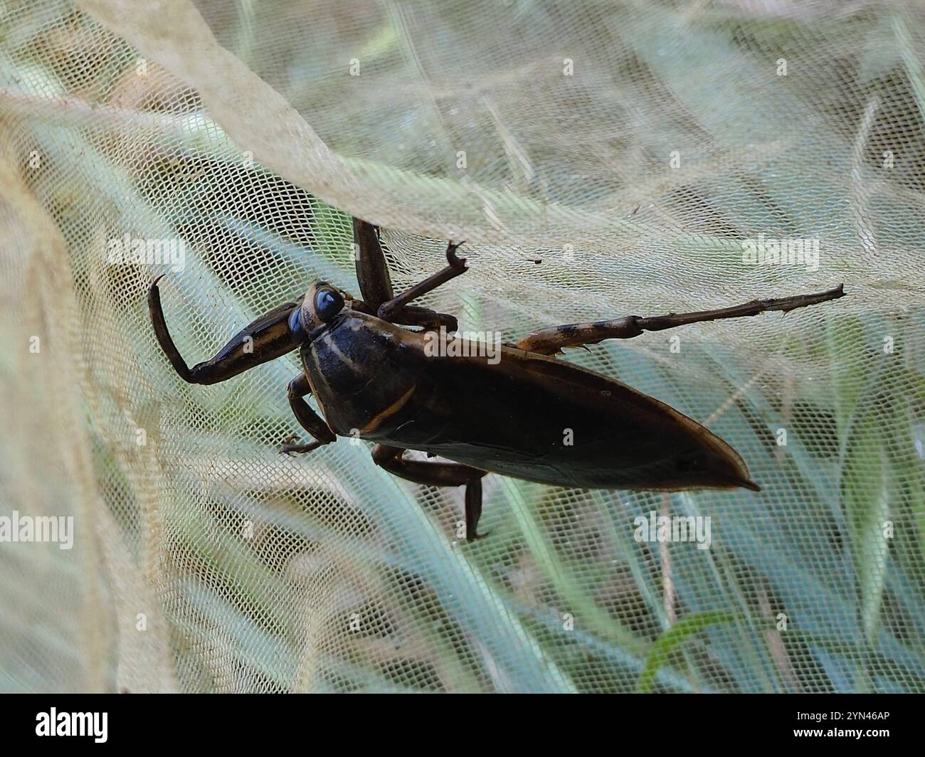 Asian Giant Water Bug (Lethocerus indicus Stock Photo - Alamy