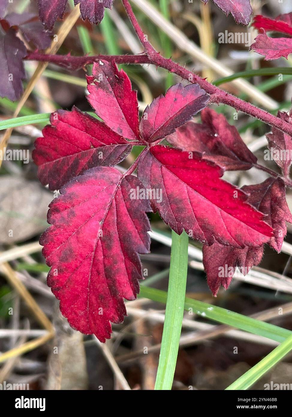 southern dewberry (Rubus trivialis Stock Photo - Alamy