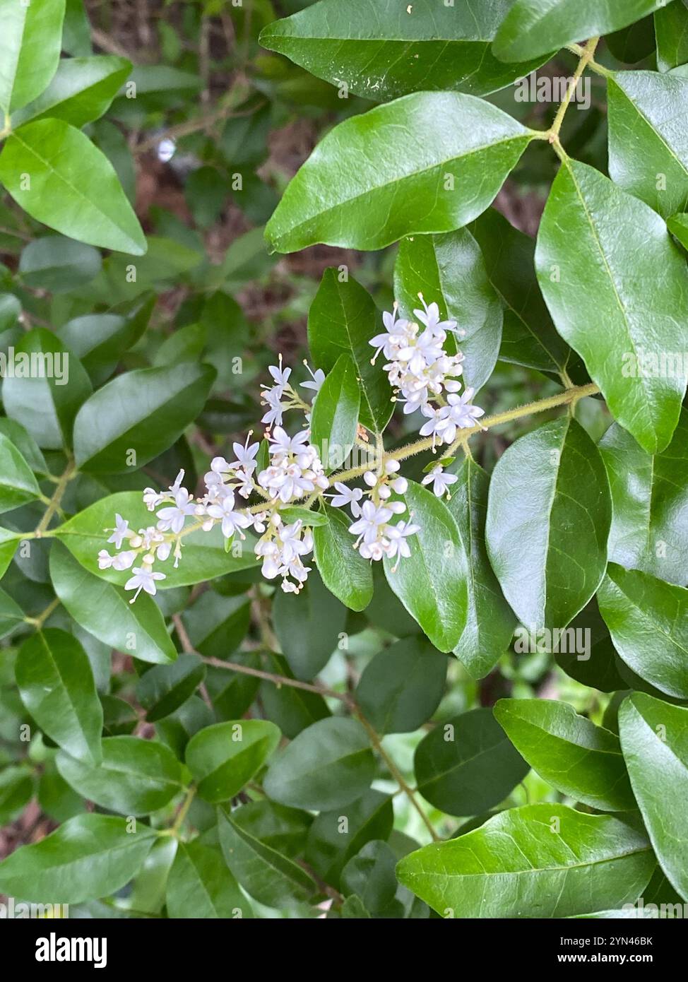 Chinese privet (Ligustrum sinense Stock Photo - Alamy