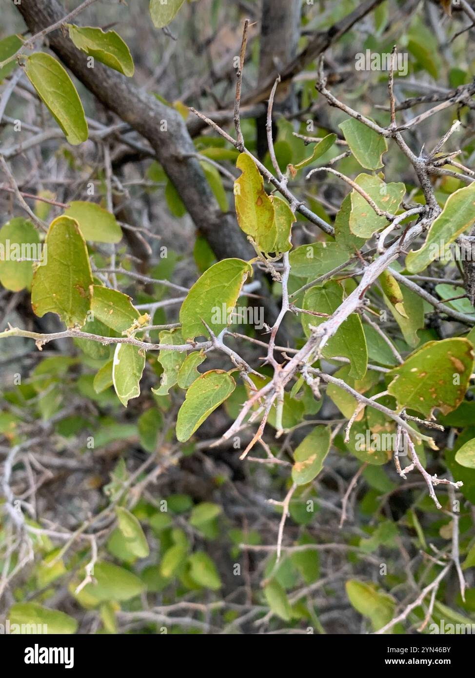 spiny hackberry (Celtis pallida Stock Photo - Alamy