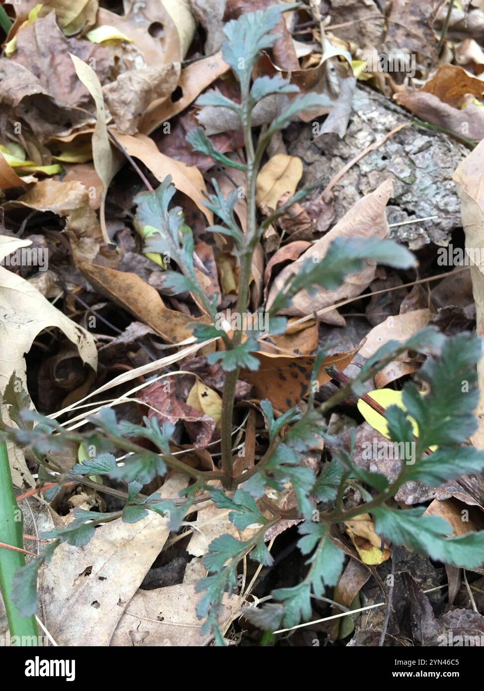 Cutleaf Grapefern (Sceptridium dissectum Stock Photo - Alamy