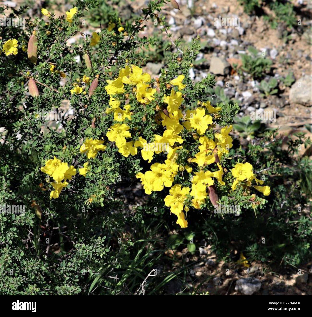 Karoo rhigozum hi-res stock photography and images - Alamy