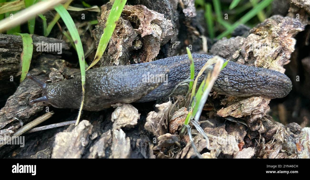 Taildropper Slugs (Prophysaon Stock Photo - Alamy