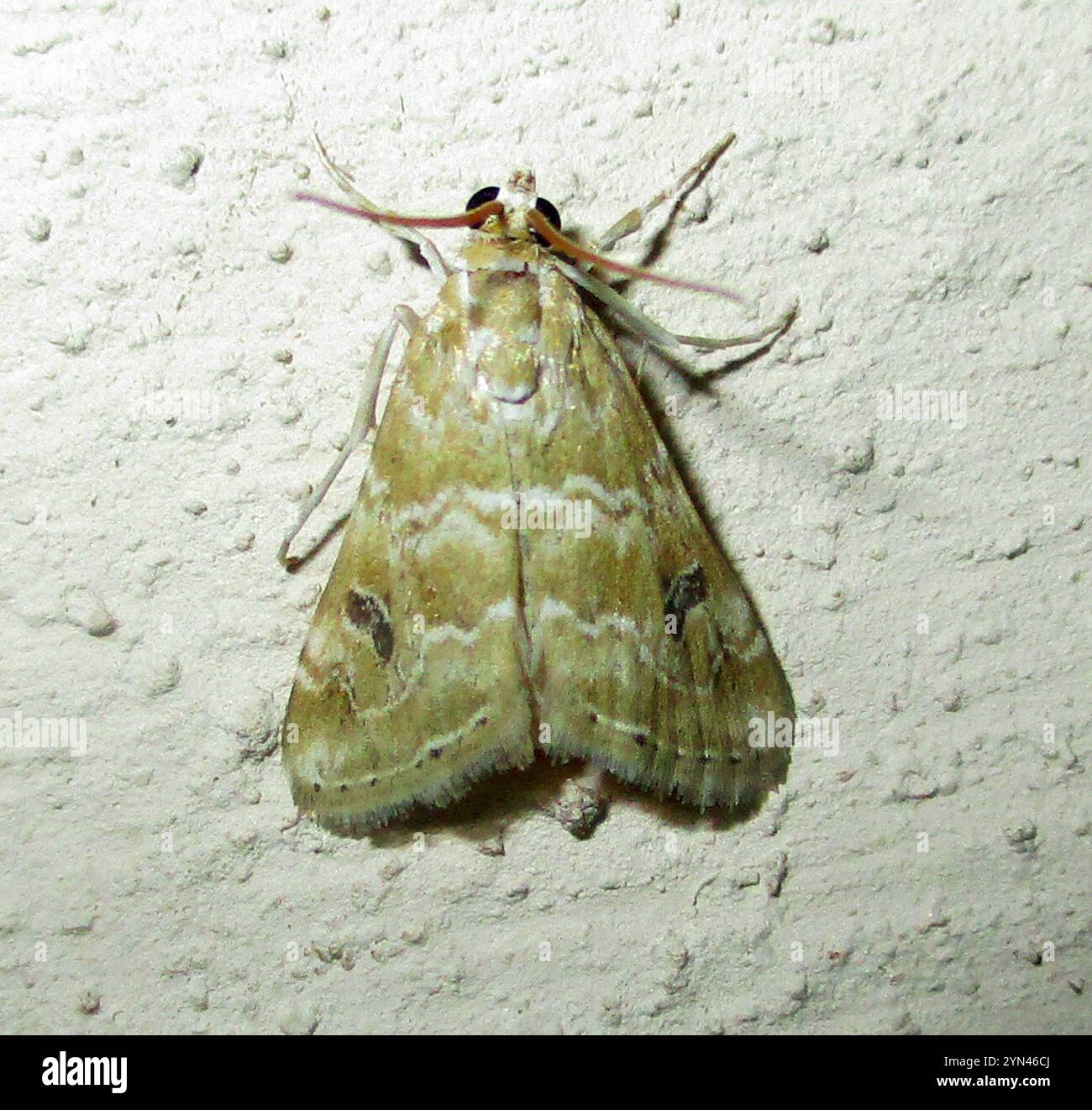 Old World Webworm (Hellula undalis Stock Photo - Alamy
