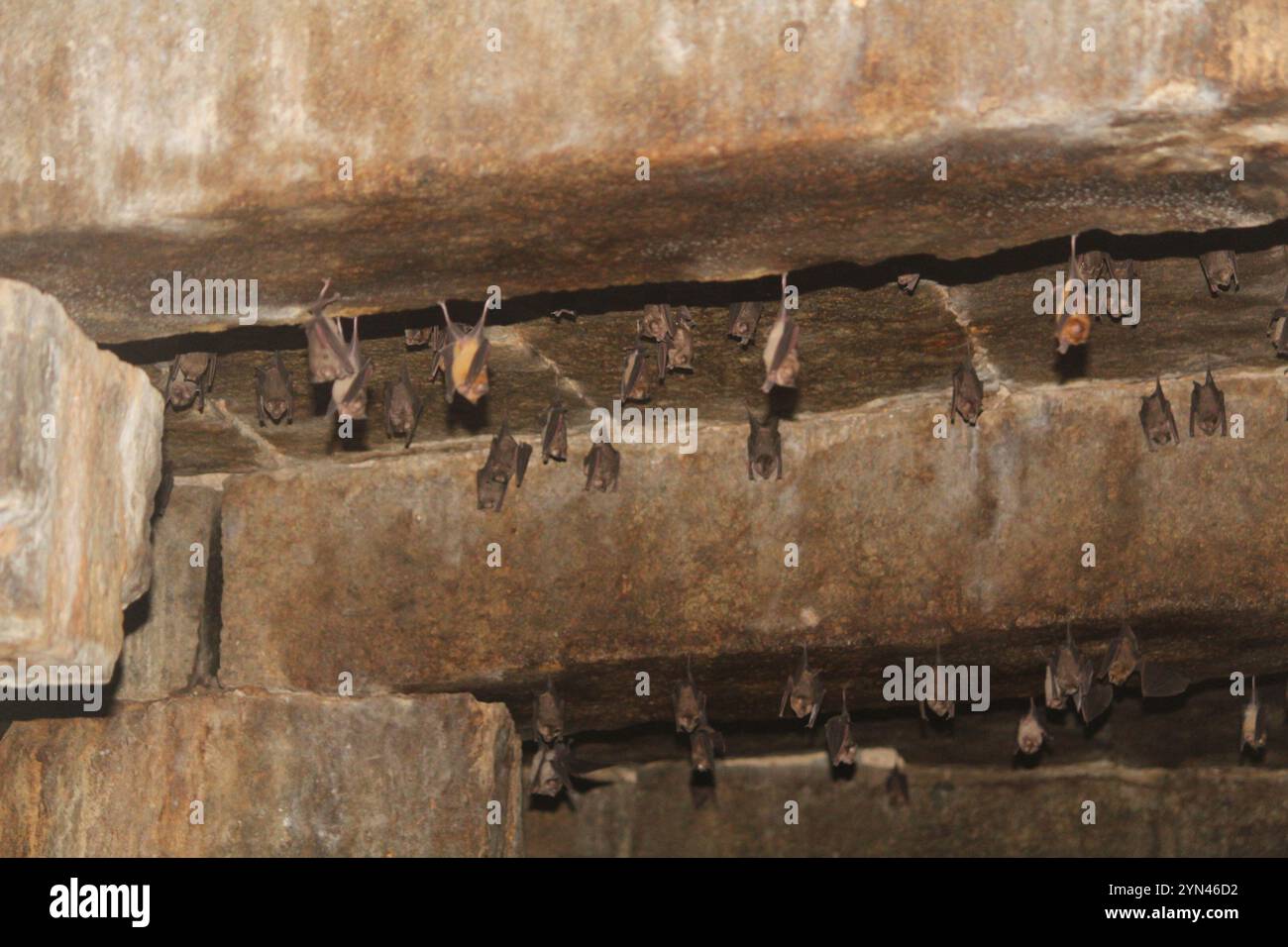 Schneider's roundleaf bat (Hipposideros speoris Stock Photo - Alamy