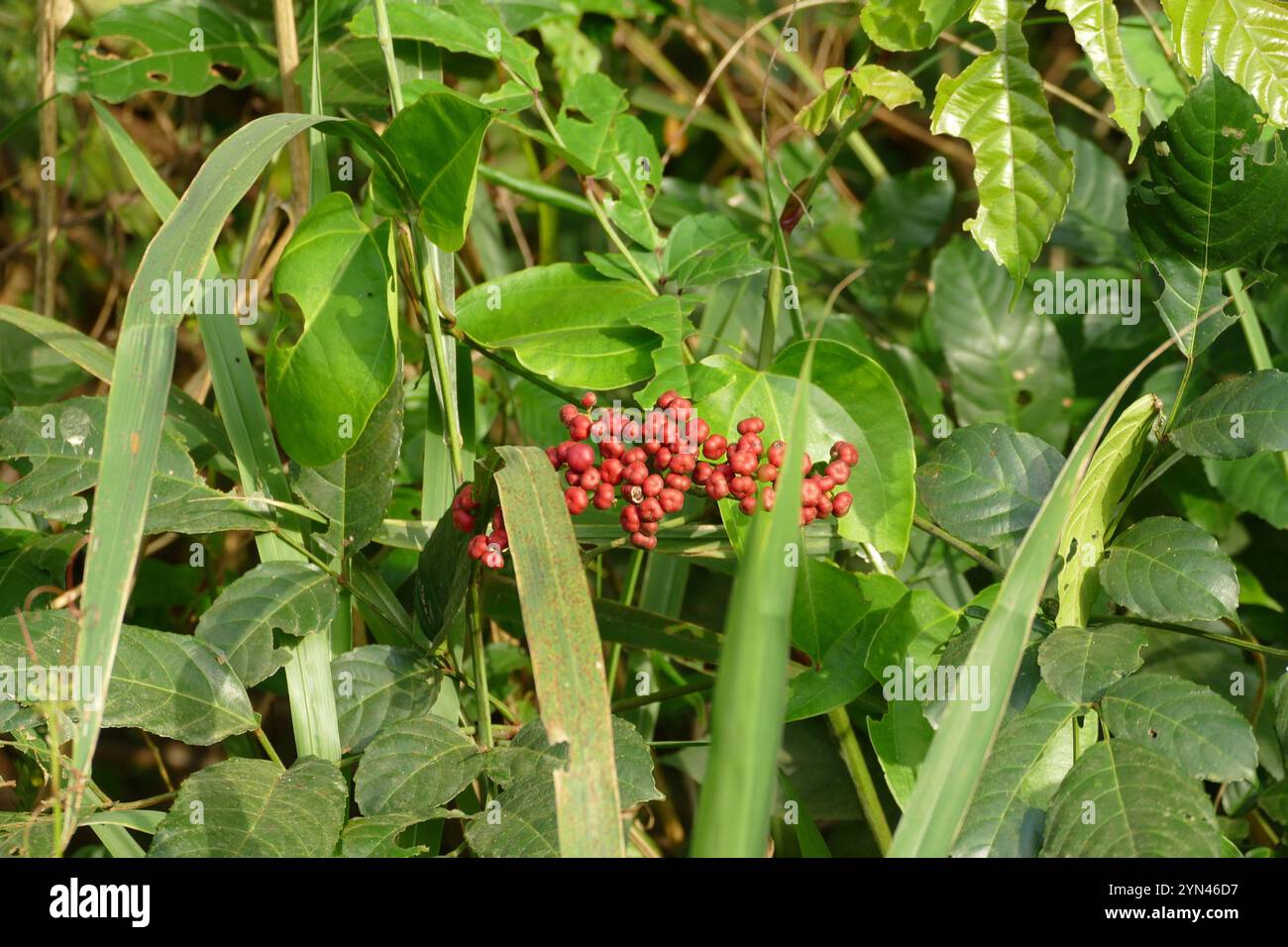 Manila Leea (Leea guineensis Stock Photo - Alamy
