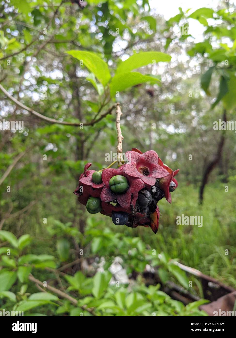 Lolly Bush (Clerodendrum floribundum Stock Photo - Alamy