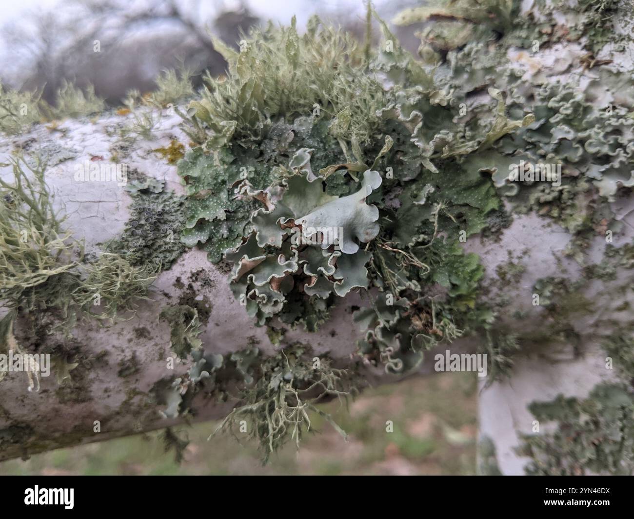 Ruffle Lichens (Parmotrema Stock Photo - Alamy