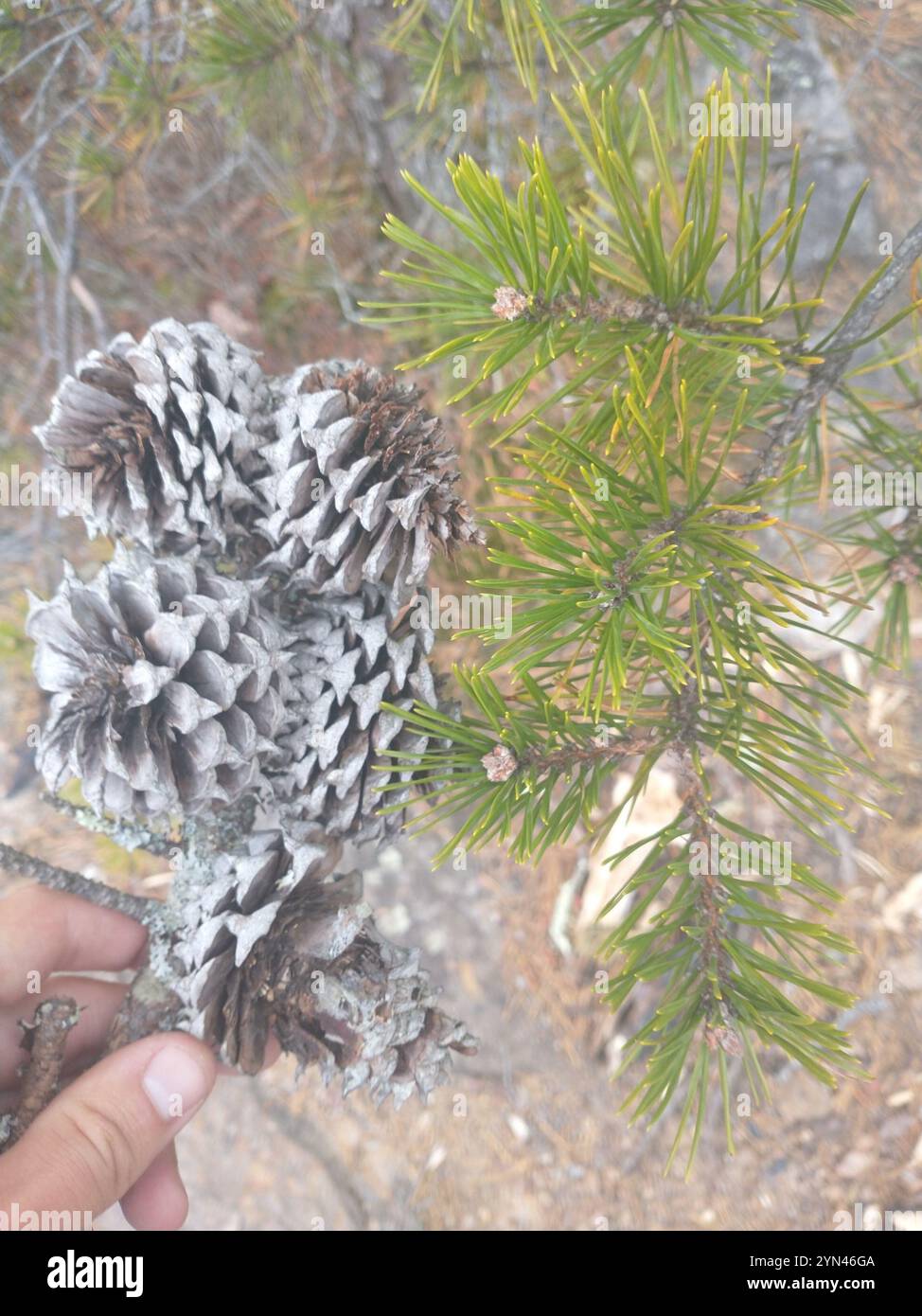 Table Mountain pine (Pinus pungens Stock Photo - Alamy