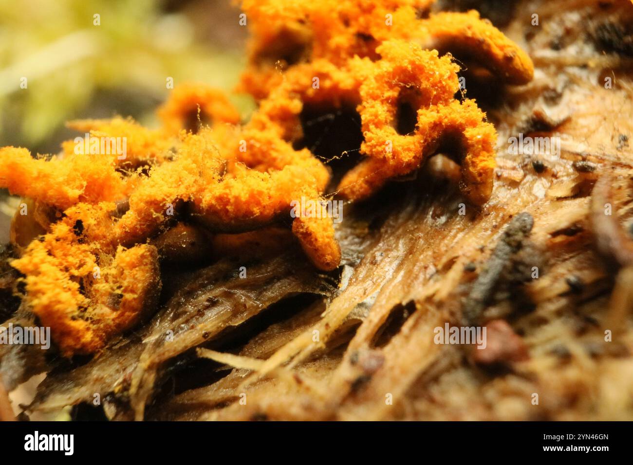 Pretzel slime mold (Hemitrichia serpula Stock Photo - Alamy