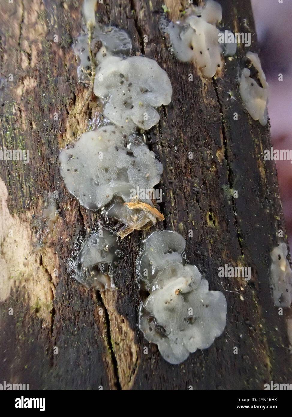 Crystal Brain Fungus (Myxarium nucleatum Stock Photo - Alamy