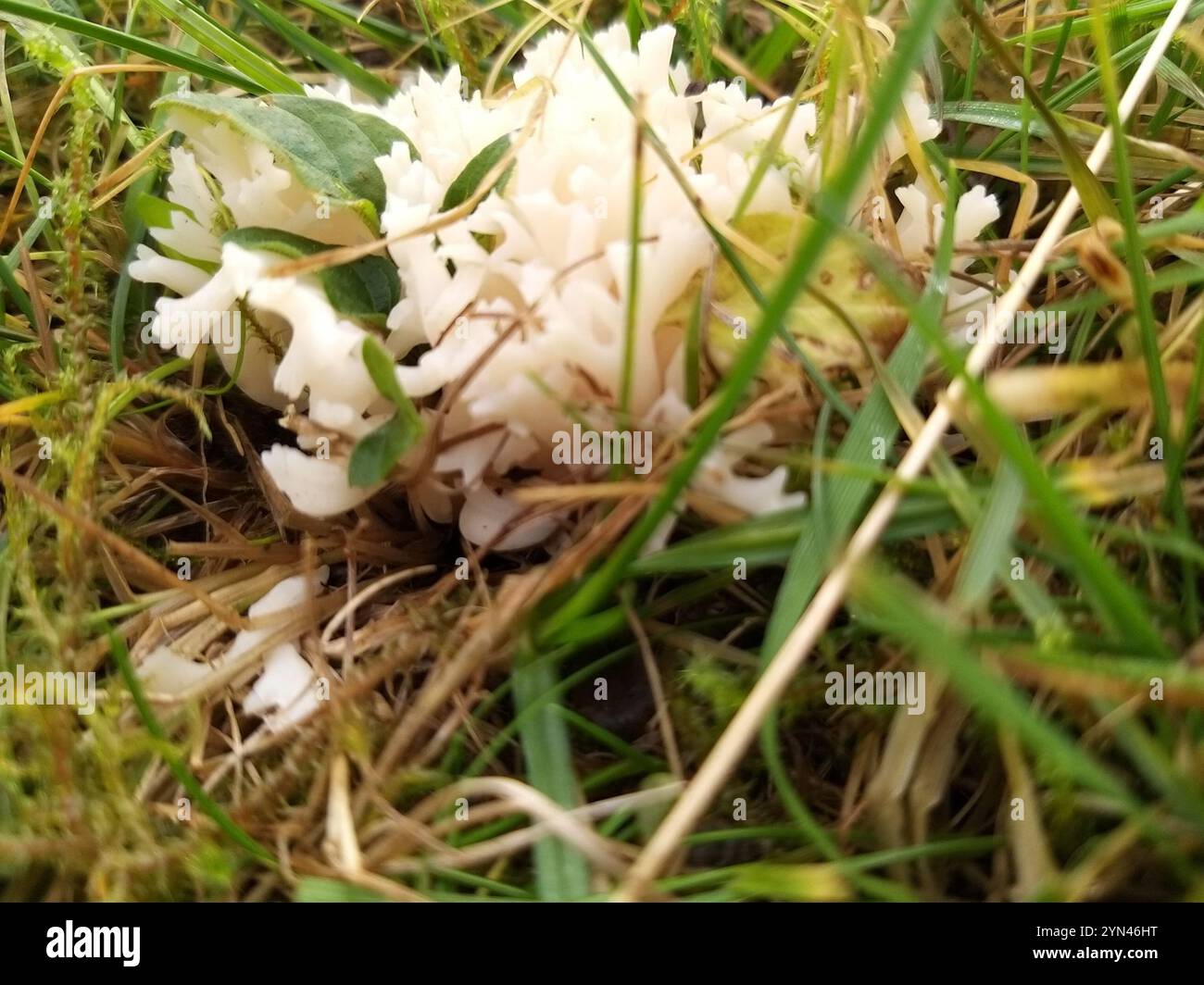 Ivory Coral (Ramariopsis robusta Stock Photo - Alamy