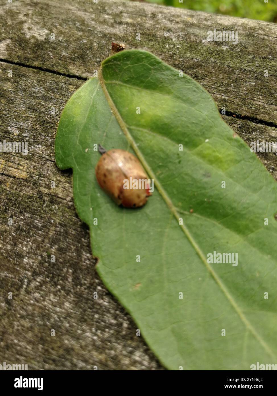 Eucalyptus Tortoise Beetle (Paropsis charybdis Stock Photo - Alamy