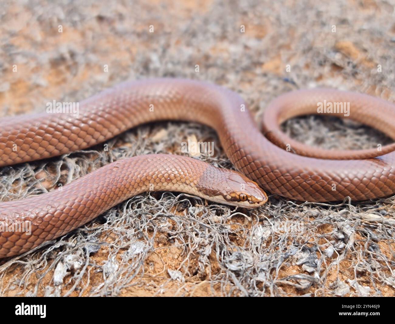 Curl Snake (Suta suta Stock Photo - Alamy