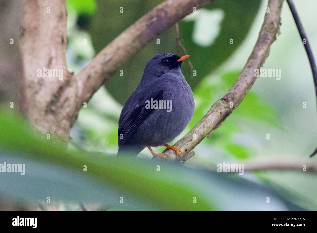 Black-faced Solitaire (Myadestes melanops Stock Photo - Alamy
