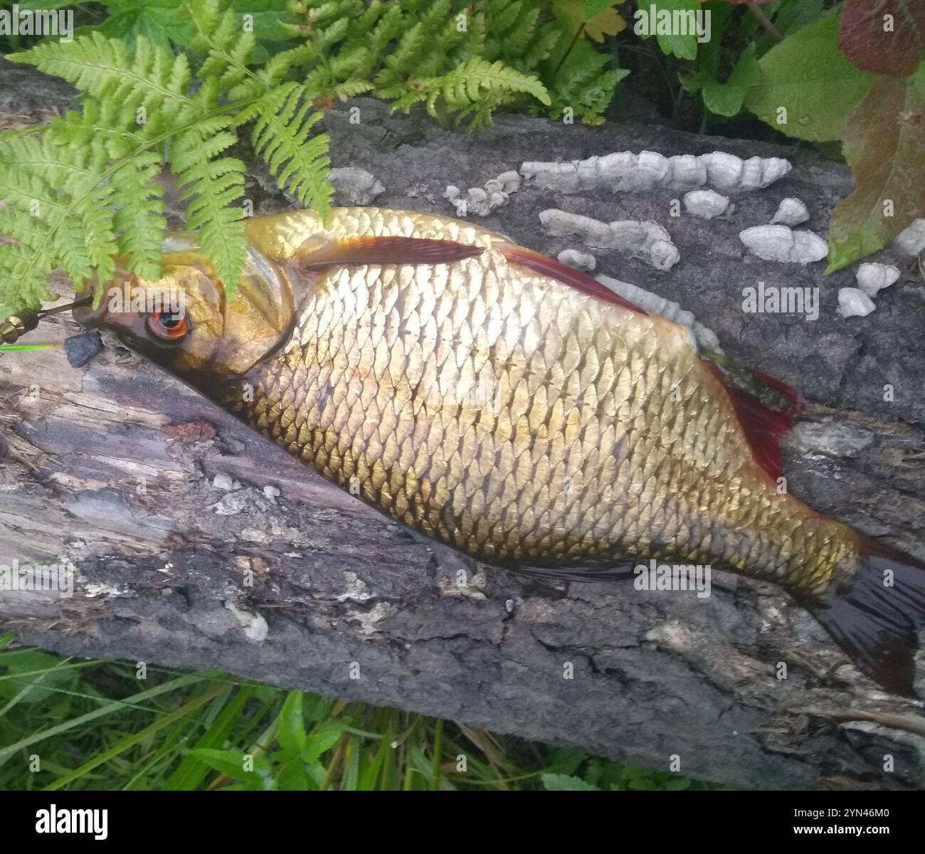 Common Rudd (Scardinius erythrophthalmus Stock Photo - Alamy