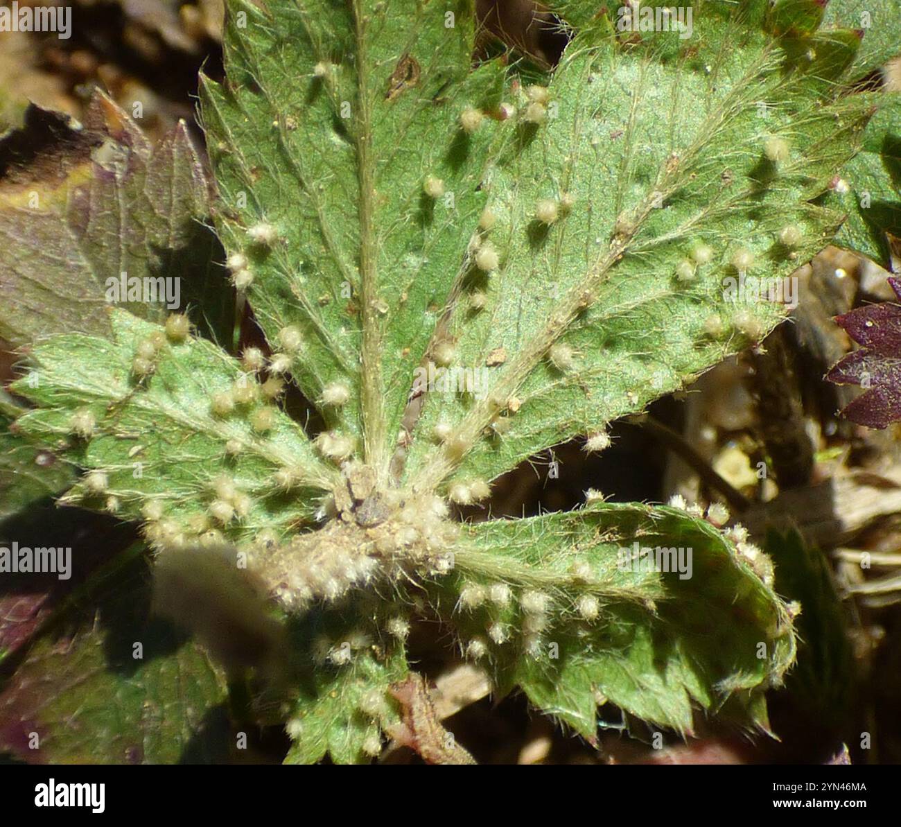 Gall and Rust Mites (Eriophyidae Stock Photo - Alamy