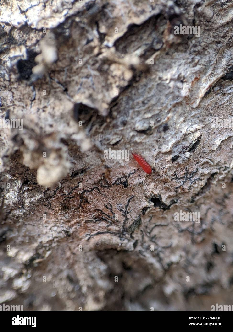 Tube-tailed Thrips (Phlaeothripidae Stock Photo - Alamy