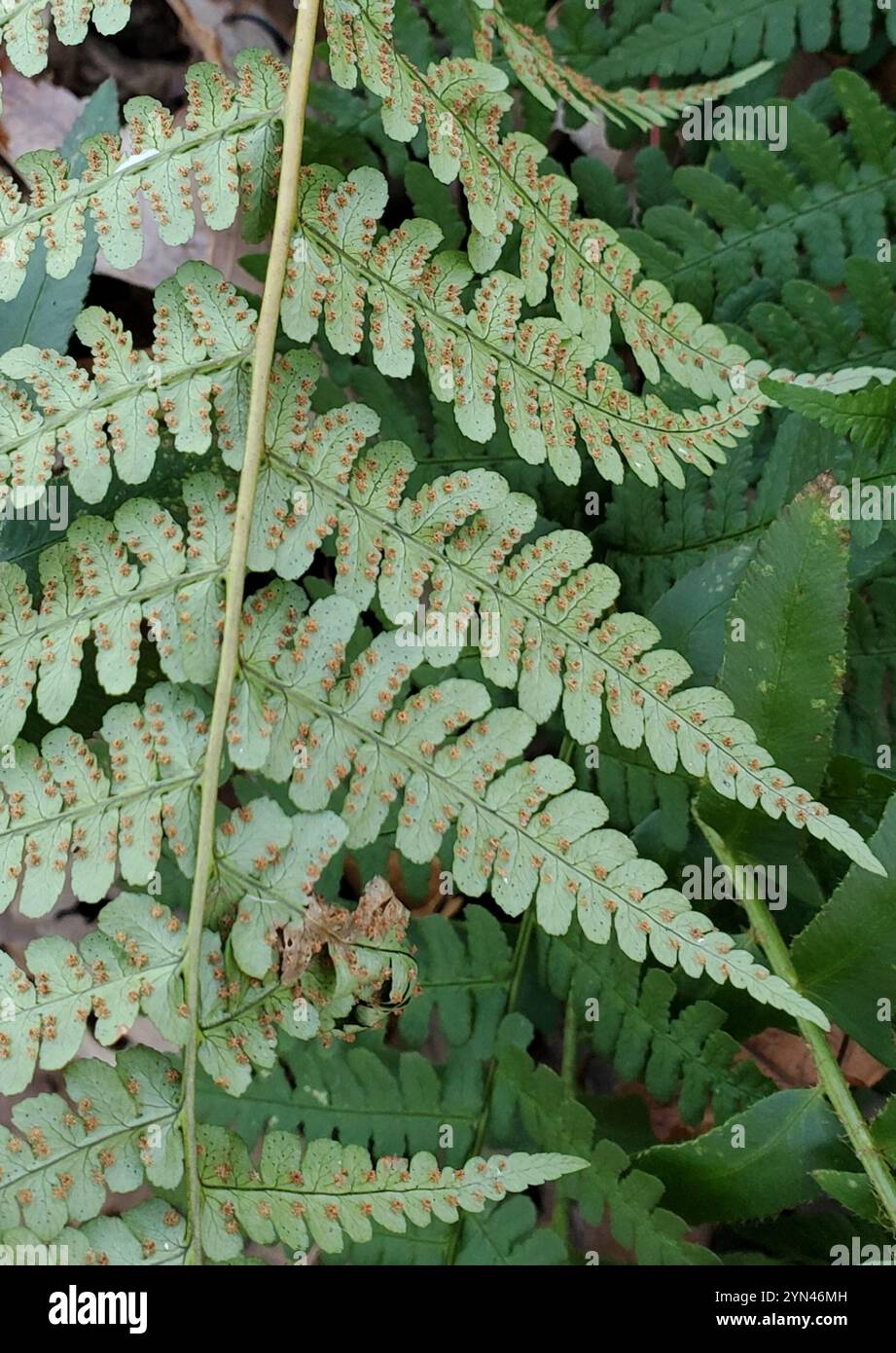 marginal wood fern (Dryopteris marginalis Stock Photo - Alamy