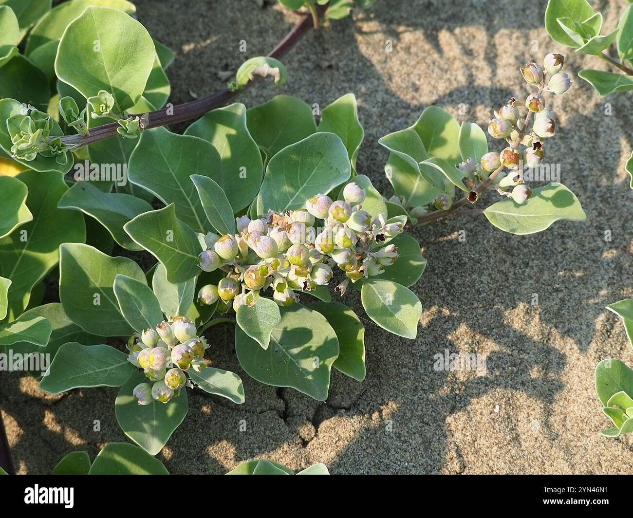 Beach Vitex (Vitex rotundifolia Stock Photo - Alamy