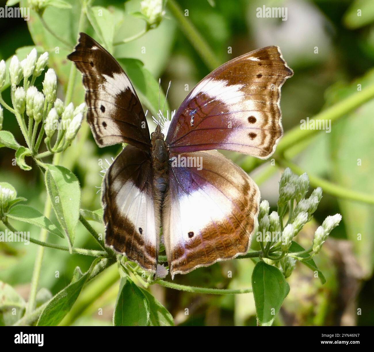 Western Blue Mother-of-Pearl (Junonia cytora Stock Photo - Alamy