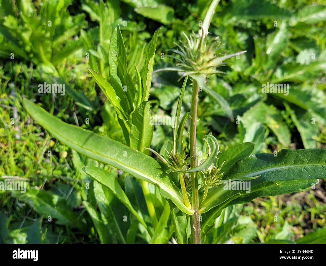 fuller's teasel (Dipsacus sativus Stock Photo - Alamy