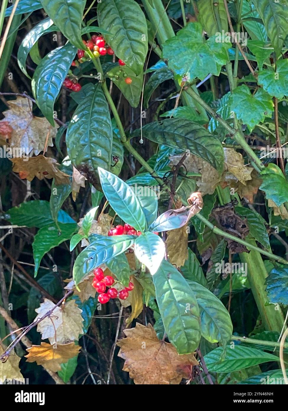 velvet-leafed wild coffee (Psychotria tenuifolia Stock Photo - Alamy