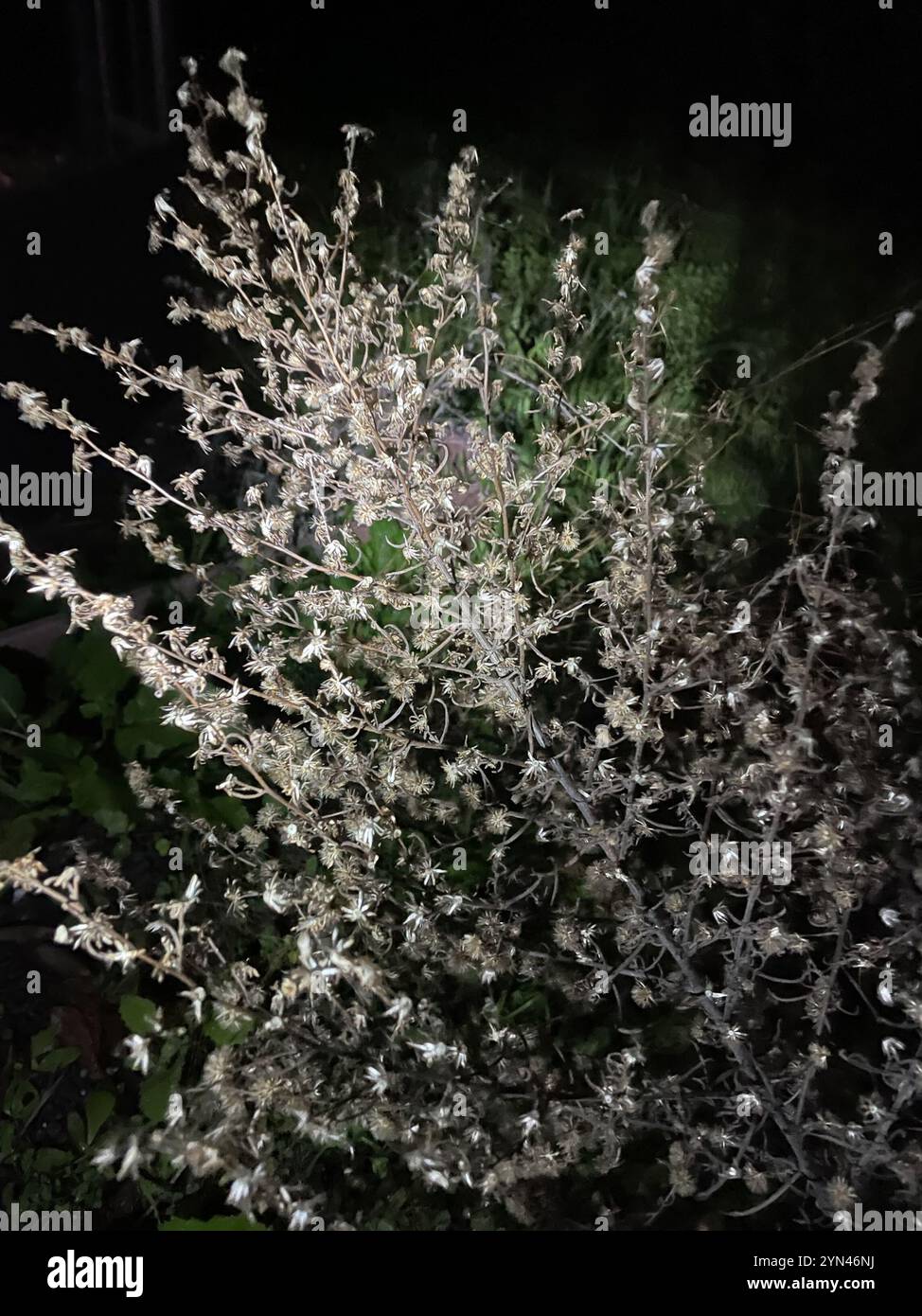 Stinkwort (Dittrichia graveolens Stock Photo - Alamy