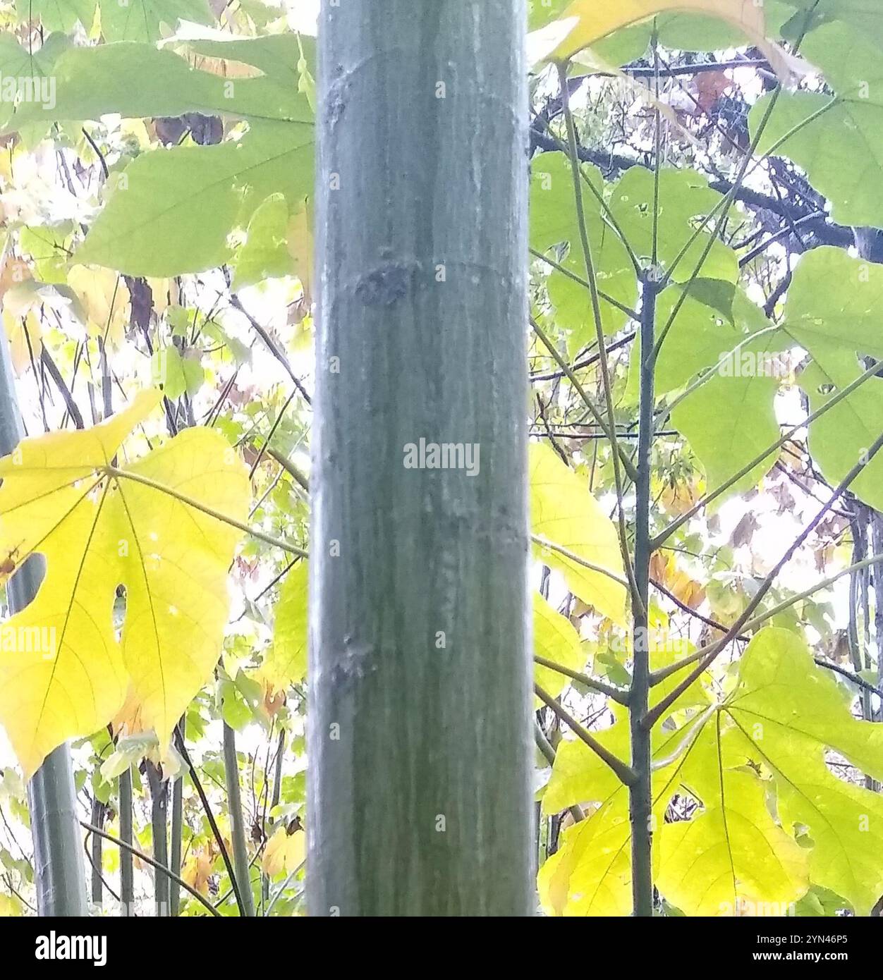 Chinese parasol tree (Firmiana simplex Stock Photo - Alamy