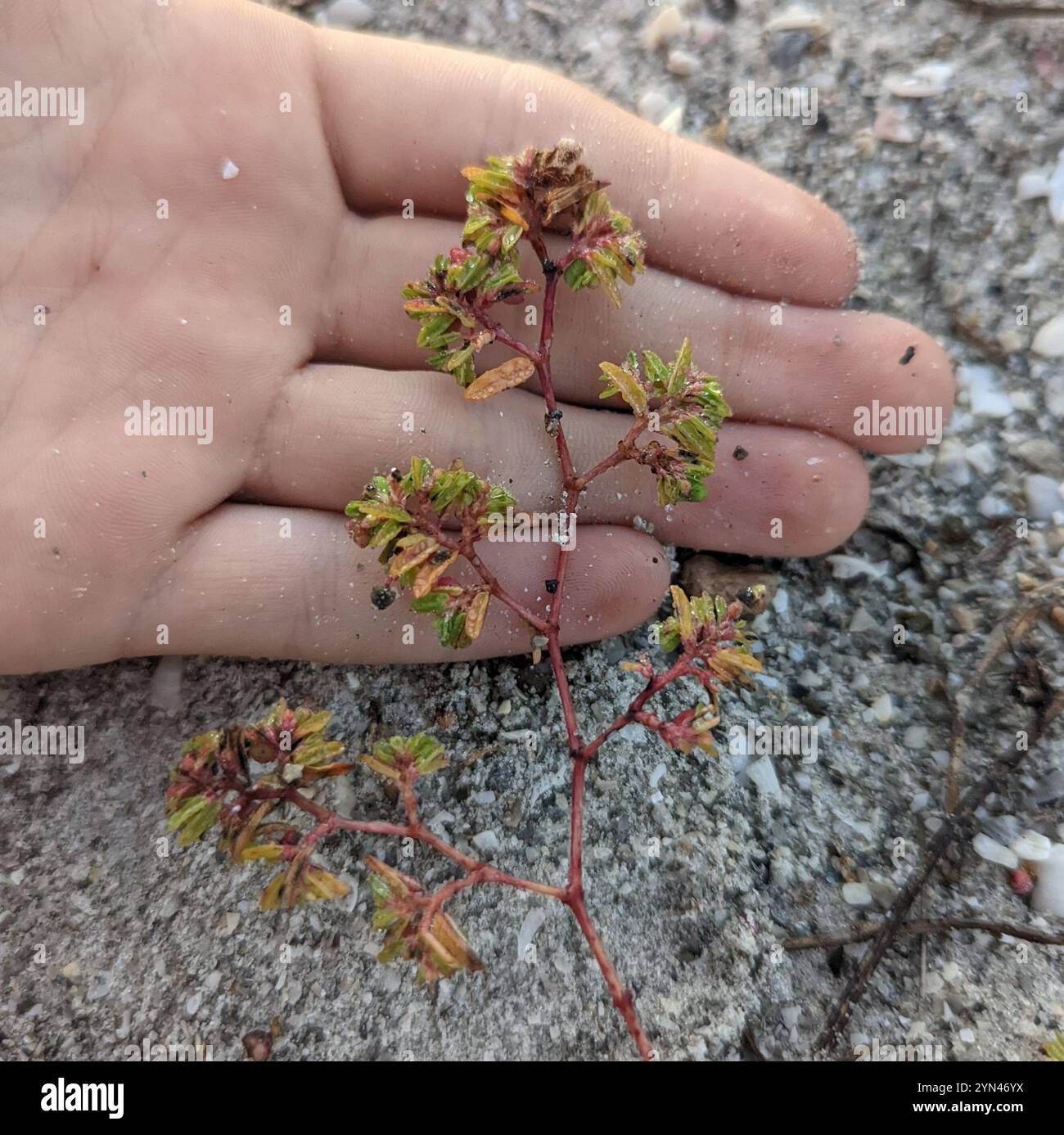 Southern Seaside Spurge (Euphorbia bombensis Stock Photo - Alamy