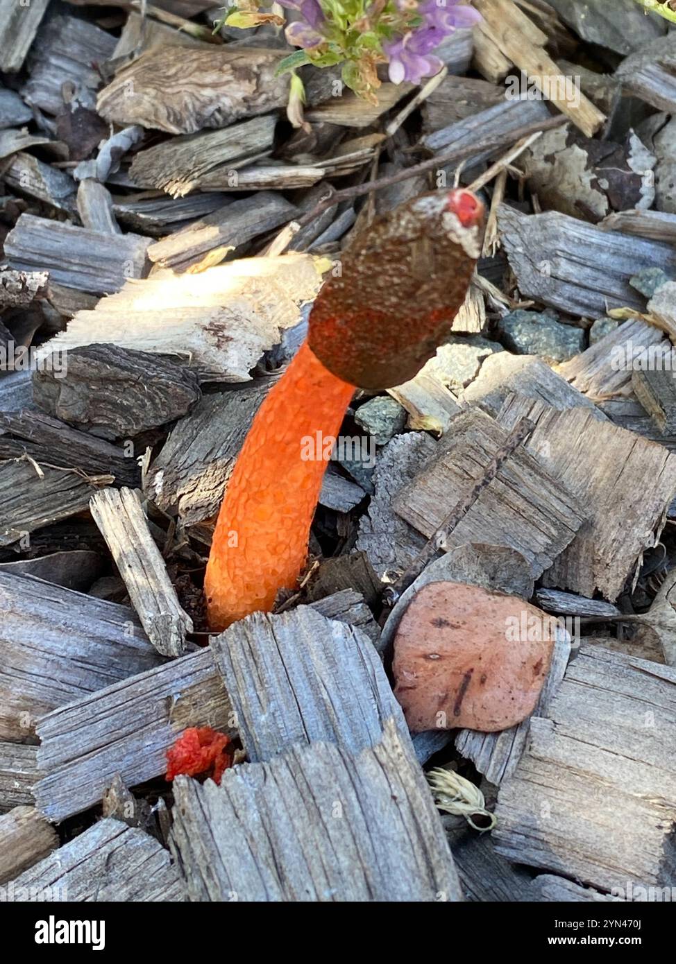 Devil's Stinkhorn (Phallus rubicundus Stock Photo - Alamy
